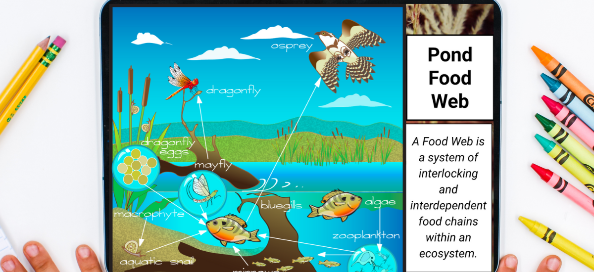 Ecosystem BUNDLE for Distance Learning: Google Classroom and Printable ...