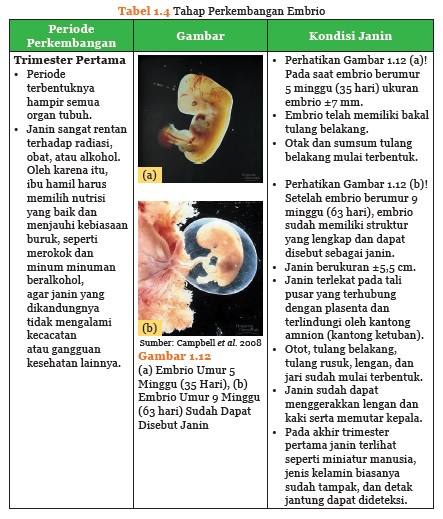 Sistem Reproduksi Manusia | C. Siklus Menstuasi - Fertilisasi ...