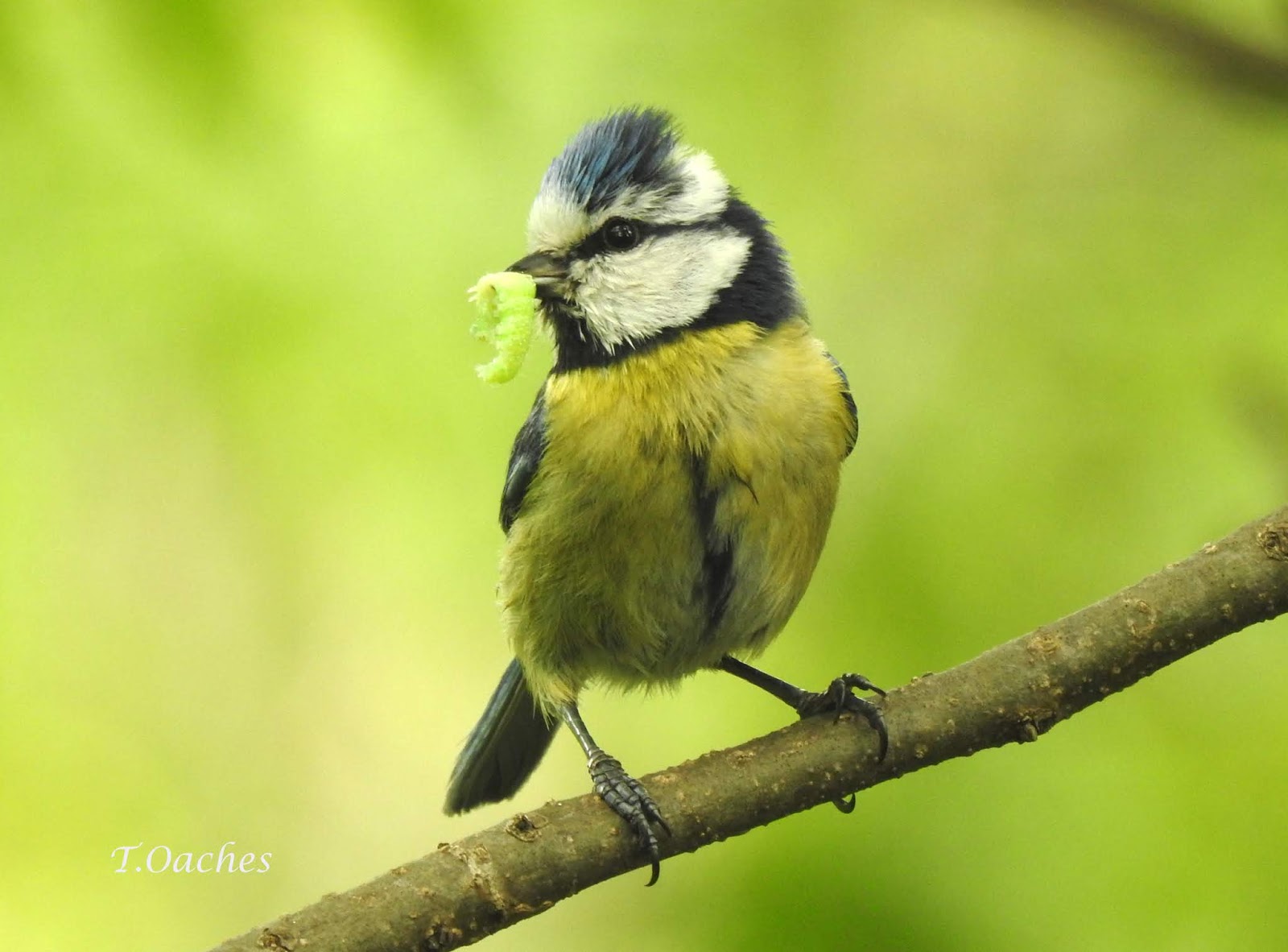 PASARI DIN ROMANIA: PITIGOI ALBASTRU (1), Cyanistes caeruleus
