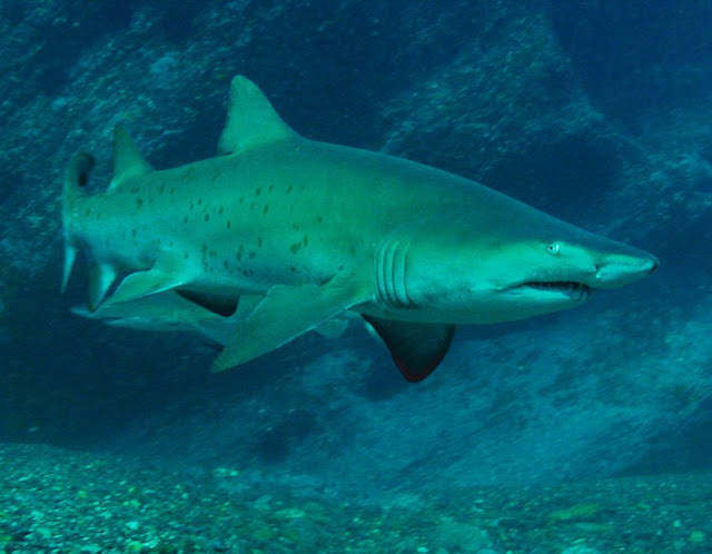 Nurse Shark The Biggest Animals Nurse Shark The Biggest Animals