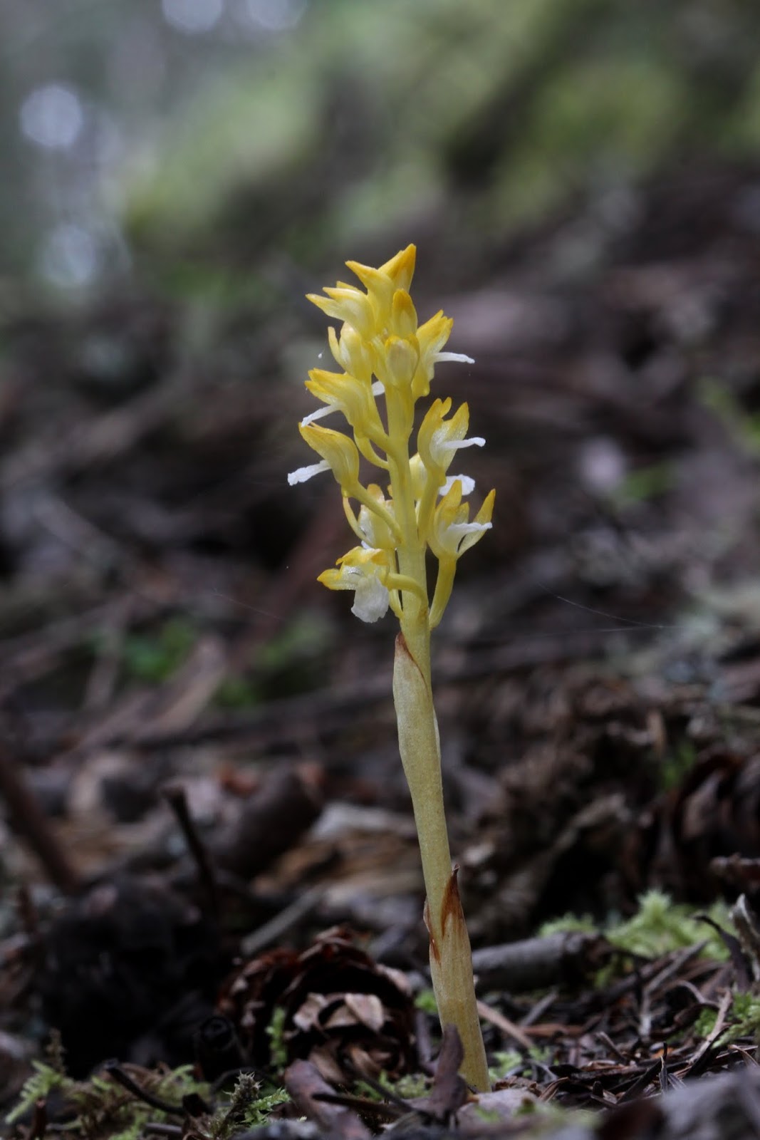 Native Orchids of the Pacific Northwest and the Canadian Rockies (and ...