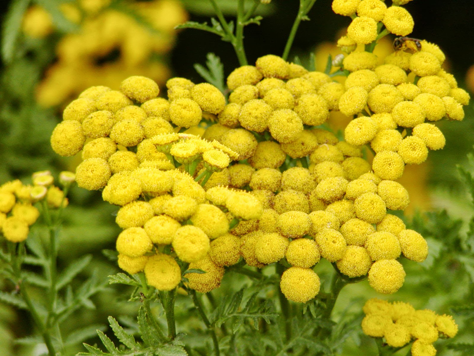 The Ripple Effect: Invasion of the Zombie Weed