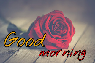 Beautiful red rose good morning Images