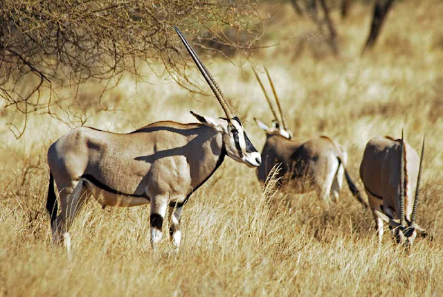 Oryx | The Life of Animals