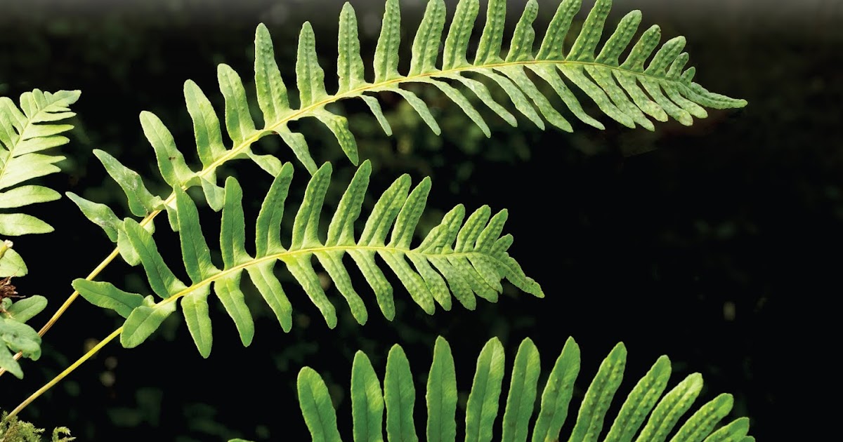 The Curious Naturalist: Britain's Ferns: A field guide to the ...