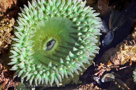 Fishy Fishy: Anemonemowhat?