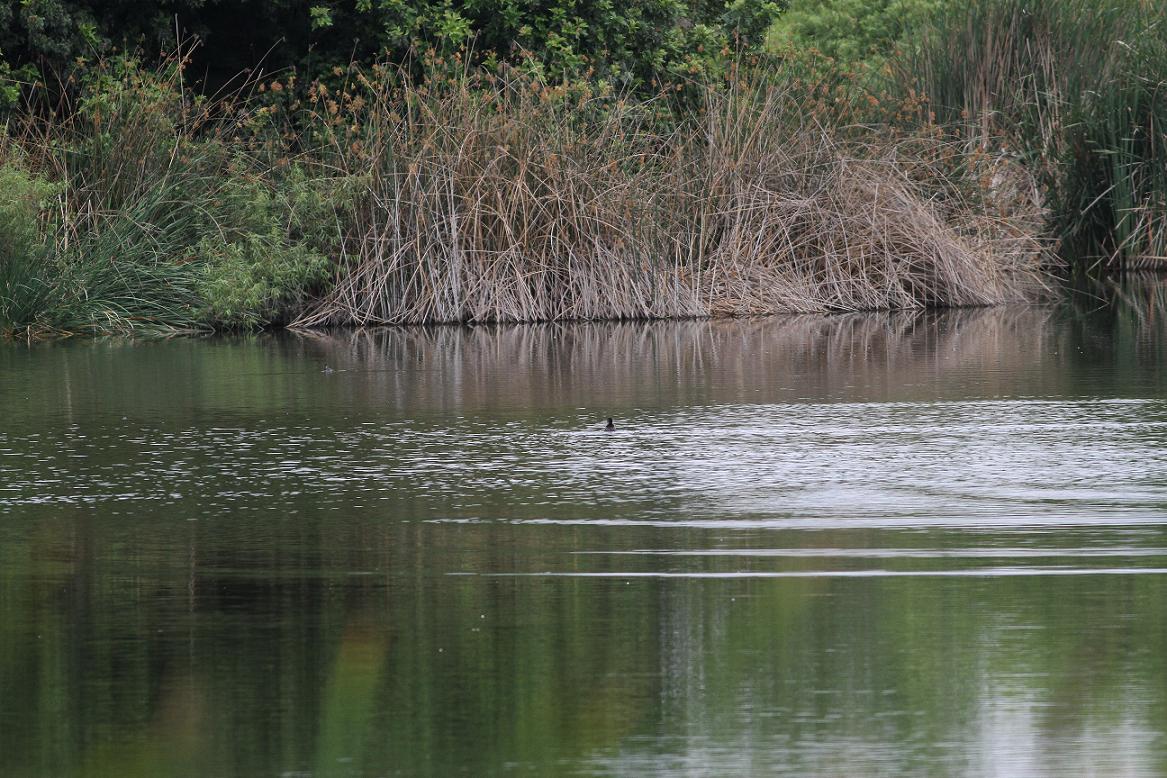 Jo's Morning Walk: Guajome Park "a Place of the Frogs"
