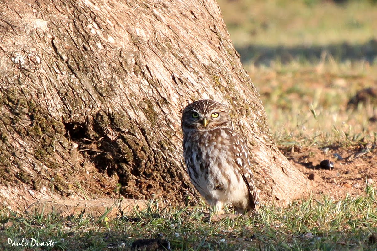 A arte de debicar: Mocho-galego
