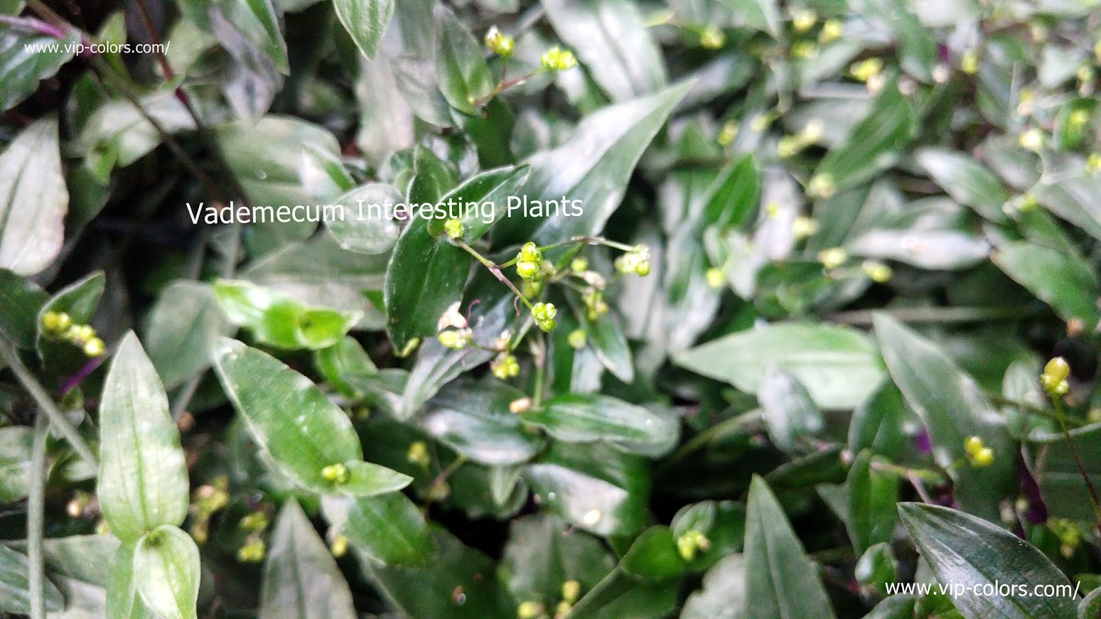 Vademecum Interesting Plants: Gibasis geniculata