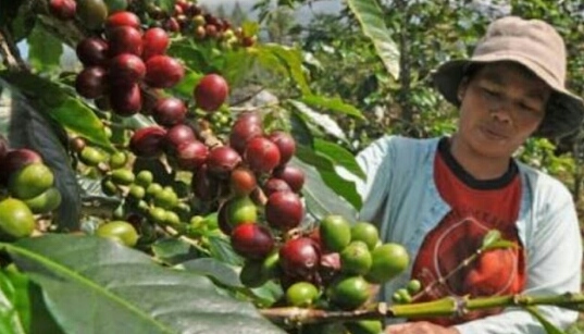 Sejarah Perkembangan Kopi di Indonesia