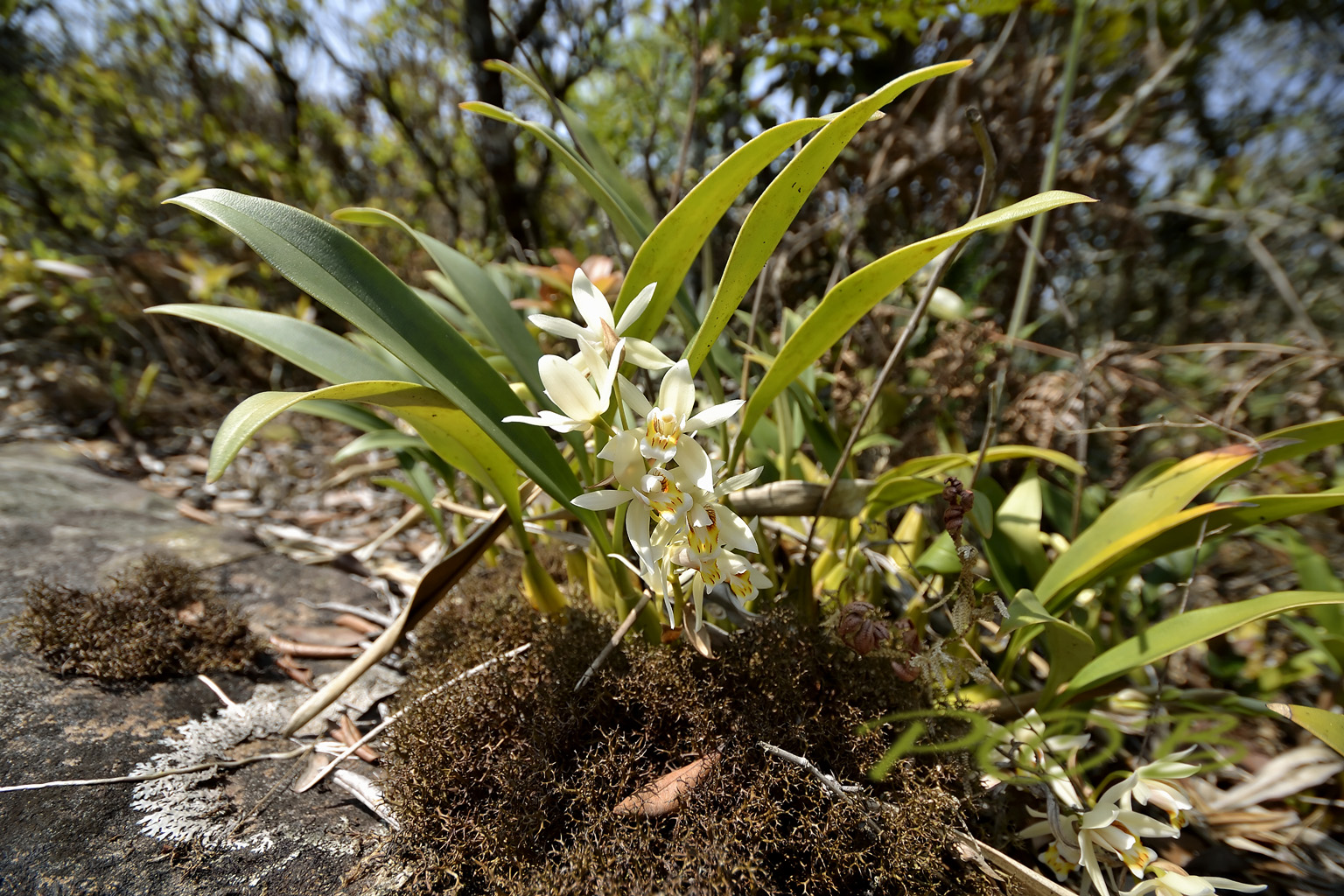 Coelogyne lactea orchid plant care and culture | Travaldo's blog