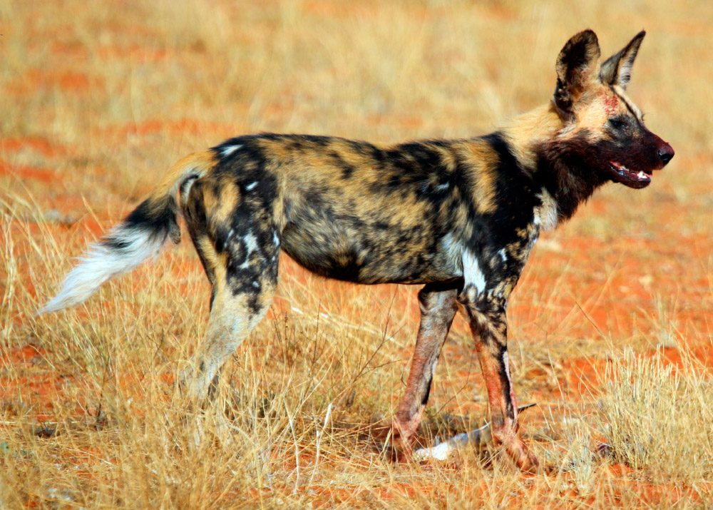 El licaón, el perro pintado de África