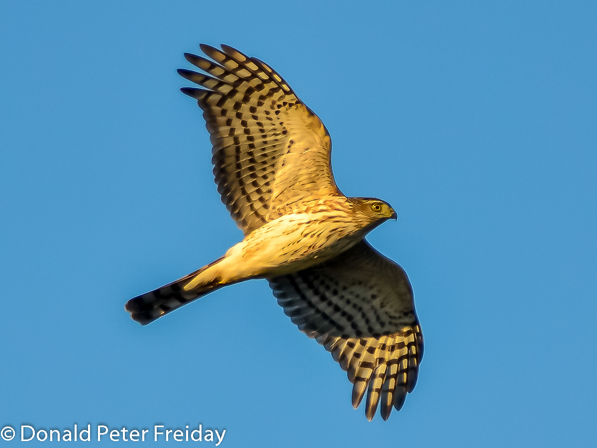 The Freiday Bird Blog: Twenty-four Ways to tell Sharp-shinned Hawks and ...