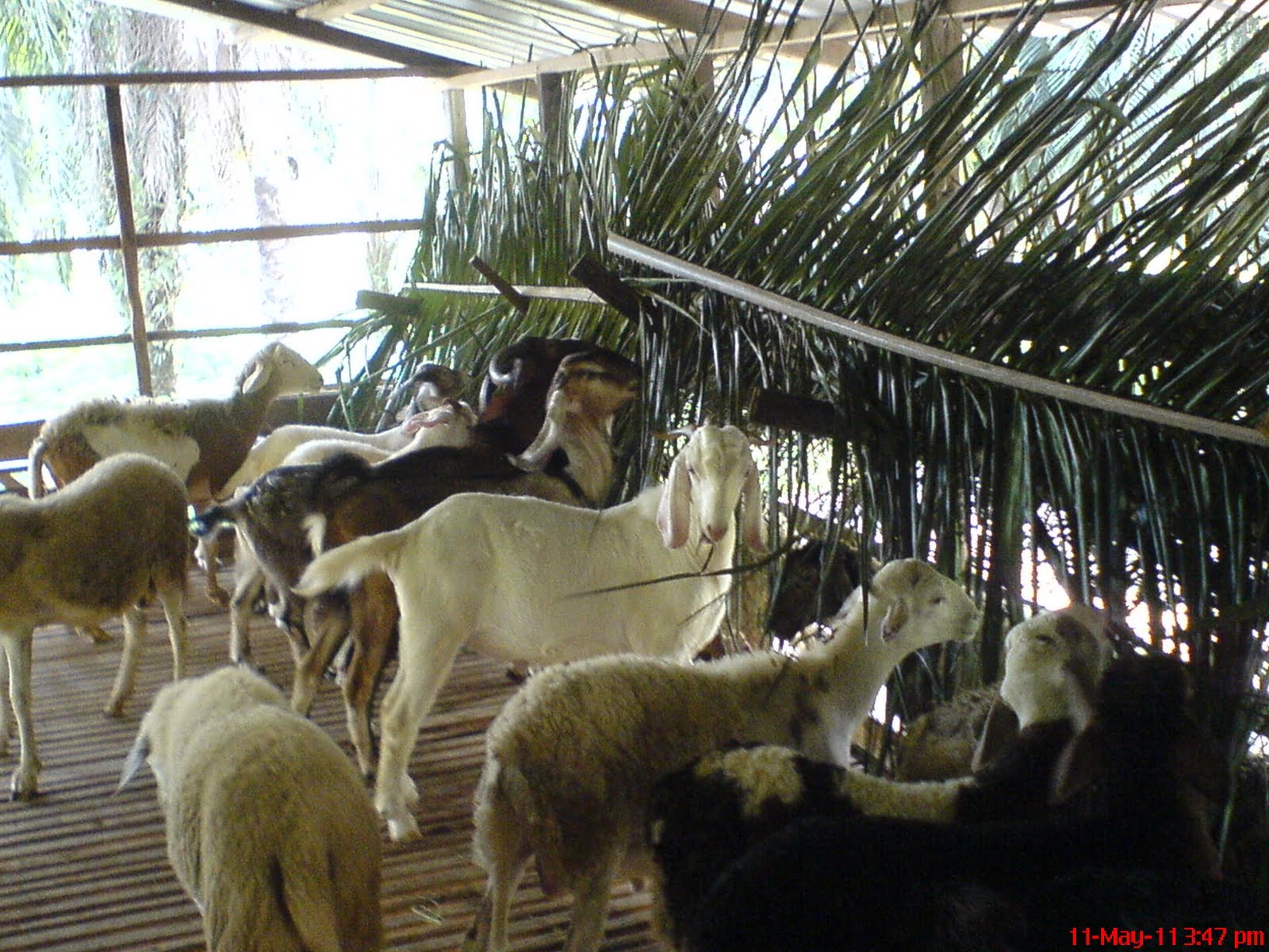 senggarang goat farm: Kambing Untuk Aqiqah