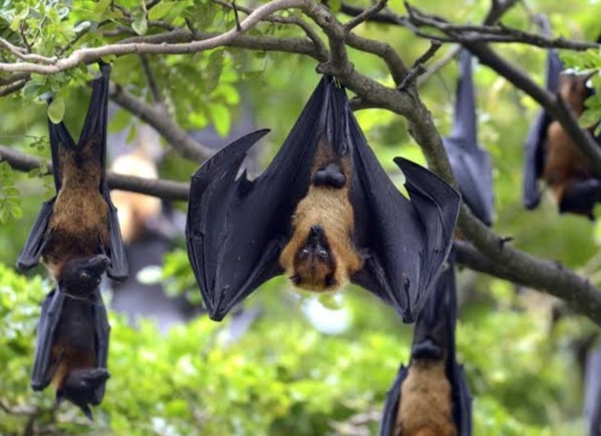 Bats