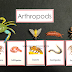 The Arthropods Learning Material (with FREE Files) | The Pinay Homeschooler