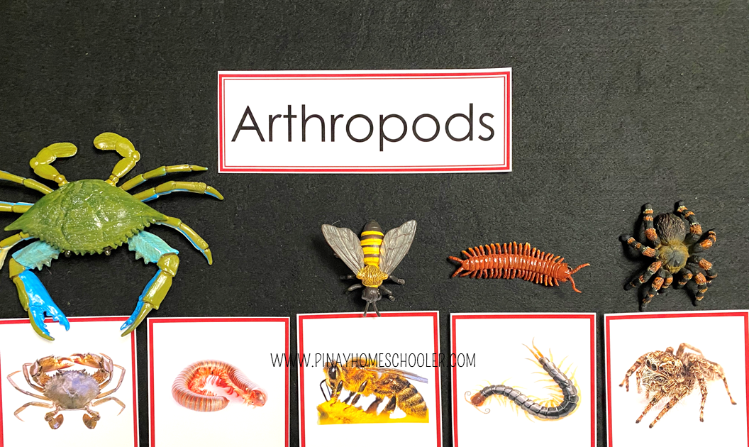 Arthropods Crustaceans