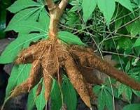 Klasifikasi Tanaman Singkong, - Kata Biologiku