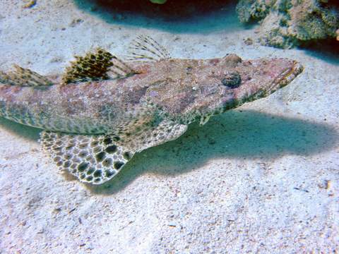 Animal Unique: Crocodile Fish