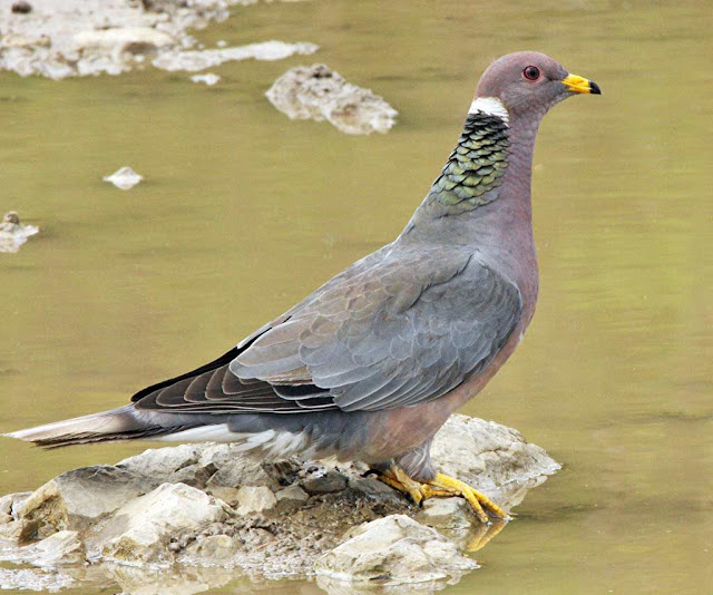World of Pigeons and Doves: Band tailed Pigeon