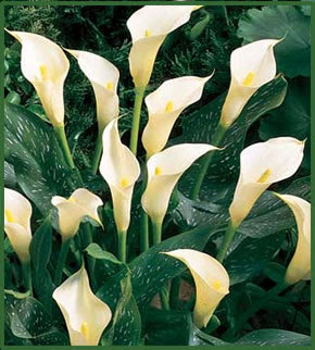BEAUTIFUL FLOWERS: Calla Flowers - Pictures & Meanings