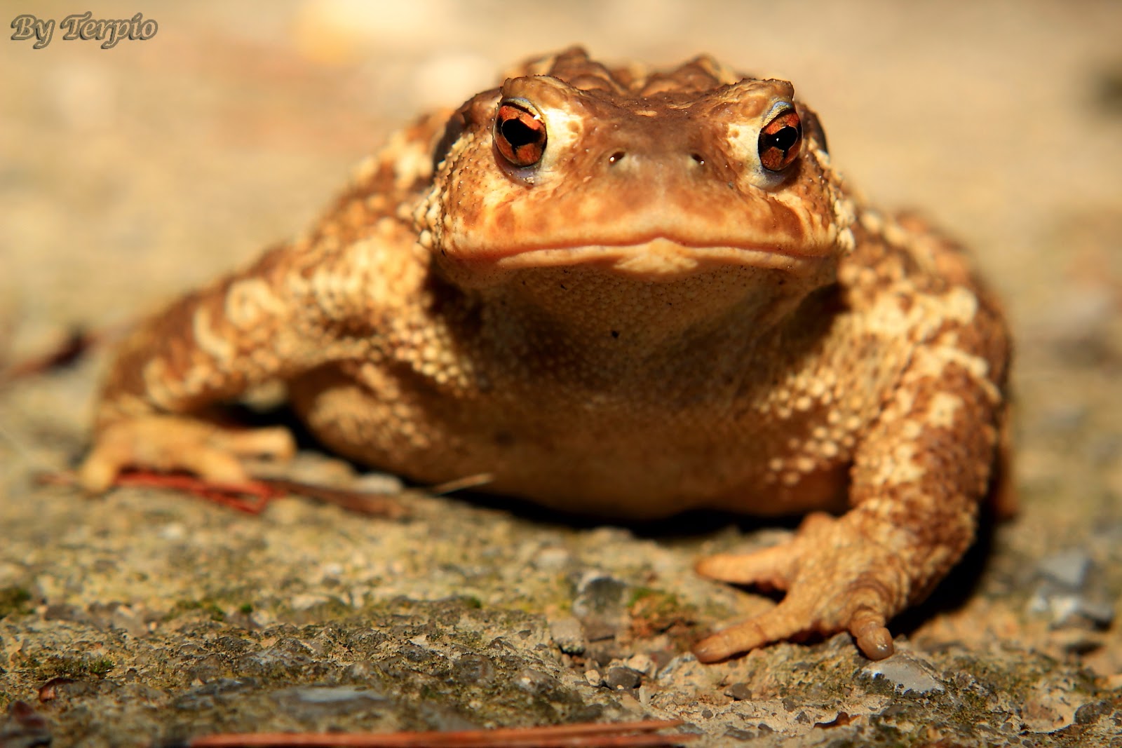 Viajes, Salidas, Naturaleza, (Fotografía).: Sapo Común (Buffo Buffo).