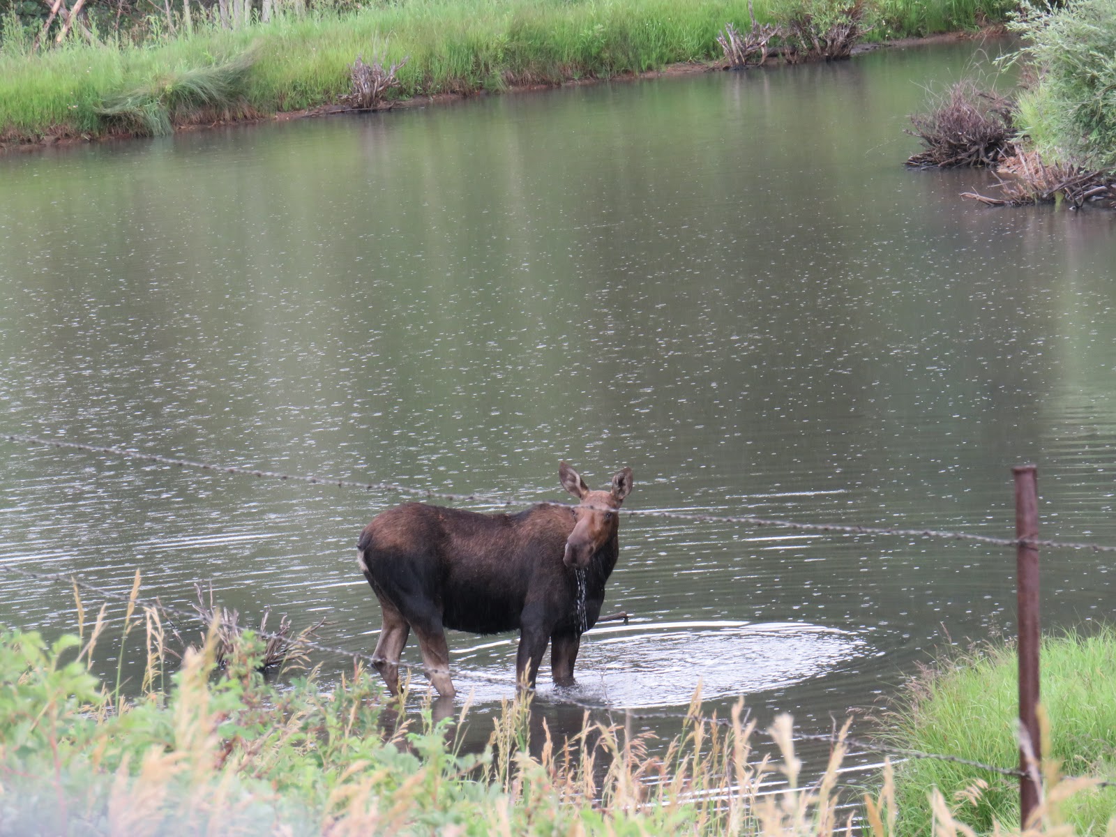 Desert Dabbler: Moose Watching