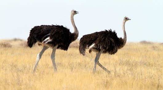 20 Fakta Menarik Tentang Burung Unta, Burung Pelari Tercepat di Dunia ...