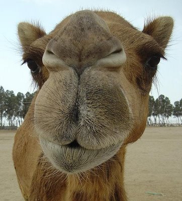 Funny Animals: Funny Camel Face