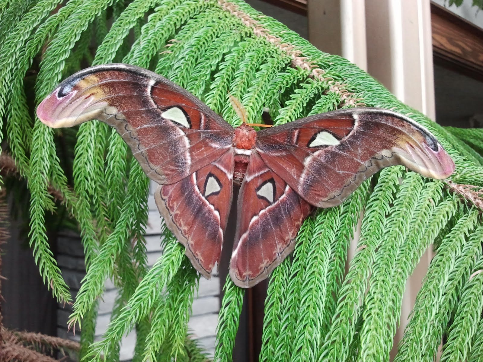 Powell Gardens' Blog: Moths of the 2011 Festival of Butterflies