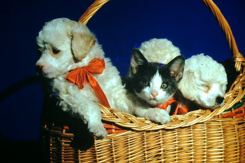 22 Vintage Kodachrome Slides of Lovely Pets Taken by Irma Louise in the ...