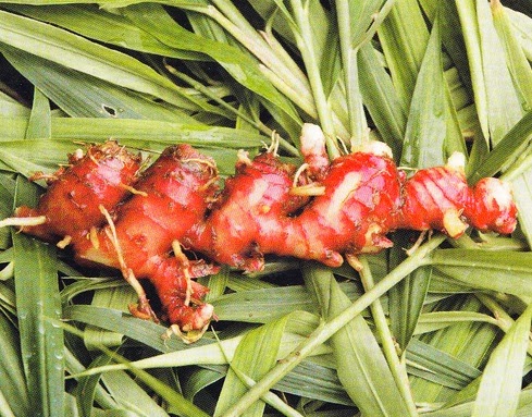 Mengenal Sejarah Tanaman Jahe | Serbuk Jahe