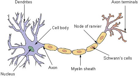 Karakteristik Sel Saraf Otak
