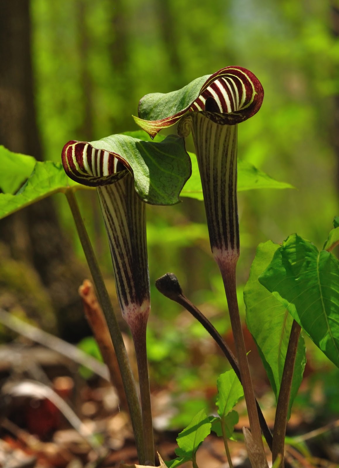 Discover West Virginia: Spring Wildflowers of the New River Gorge: Big ...