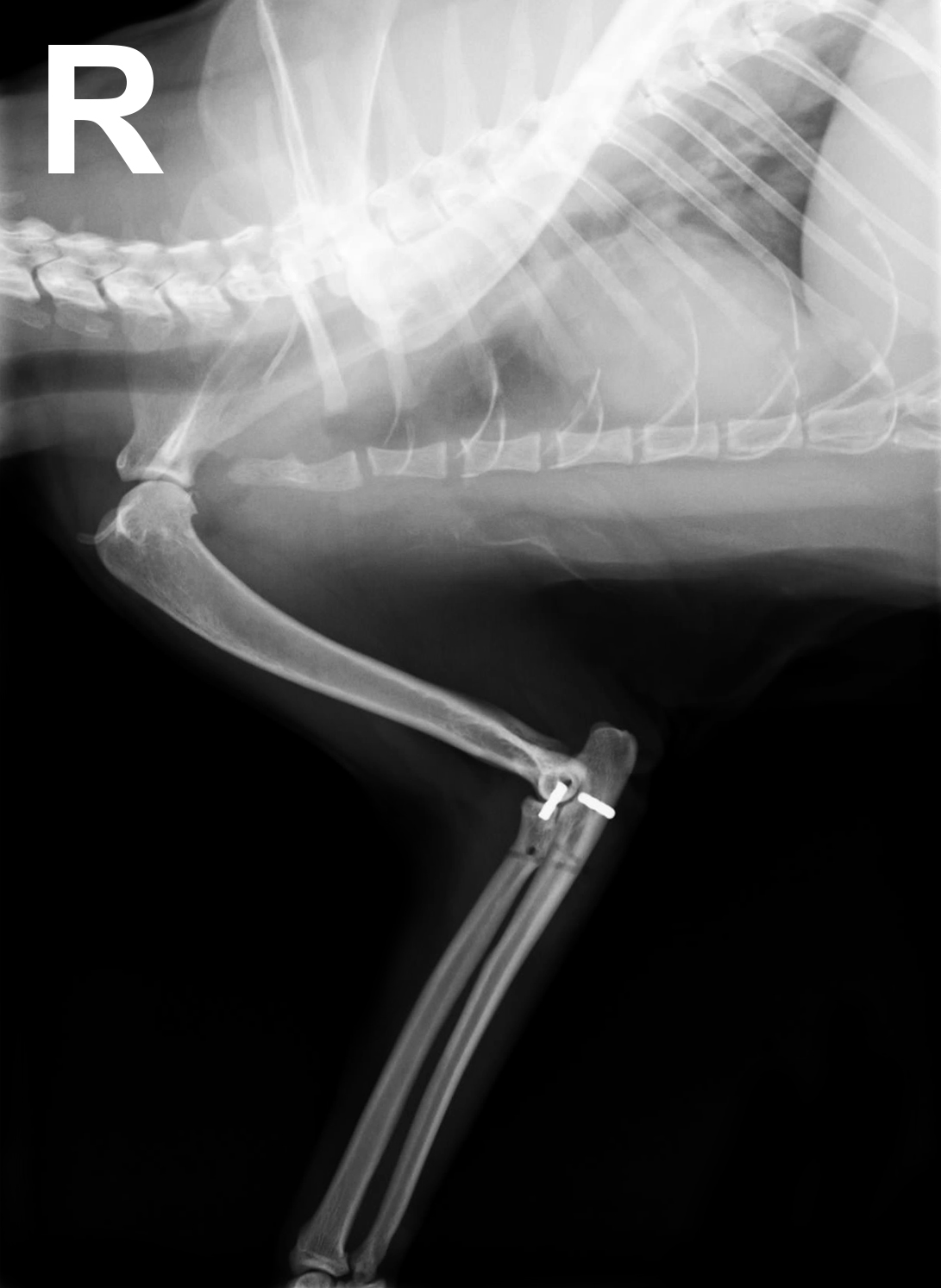 ARTROVET: Luxación de codo en gato