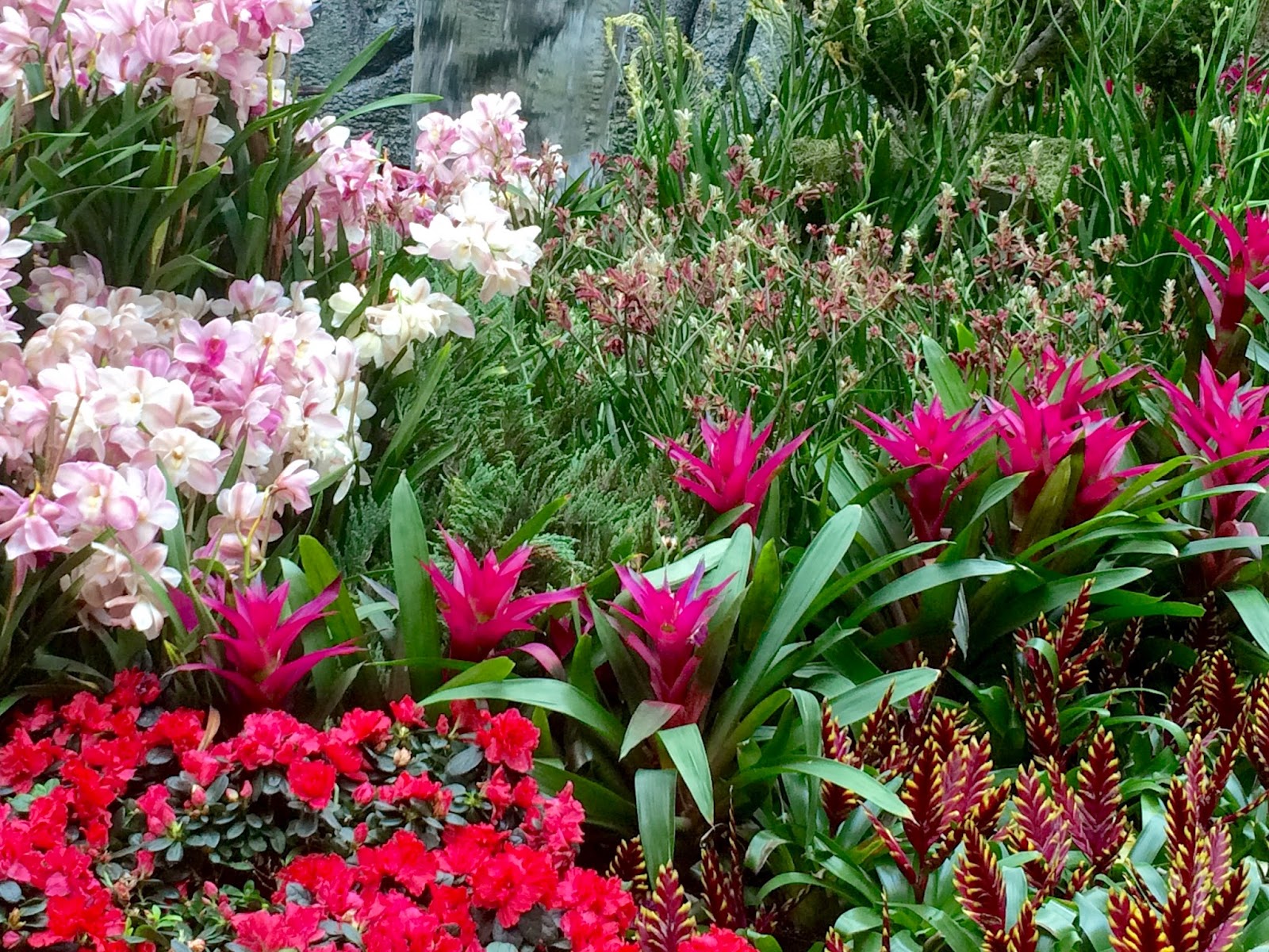 Red House Garden: Winter Vacation! Flowers on the Las Vegas Strip