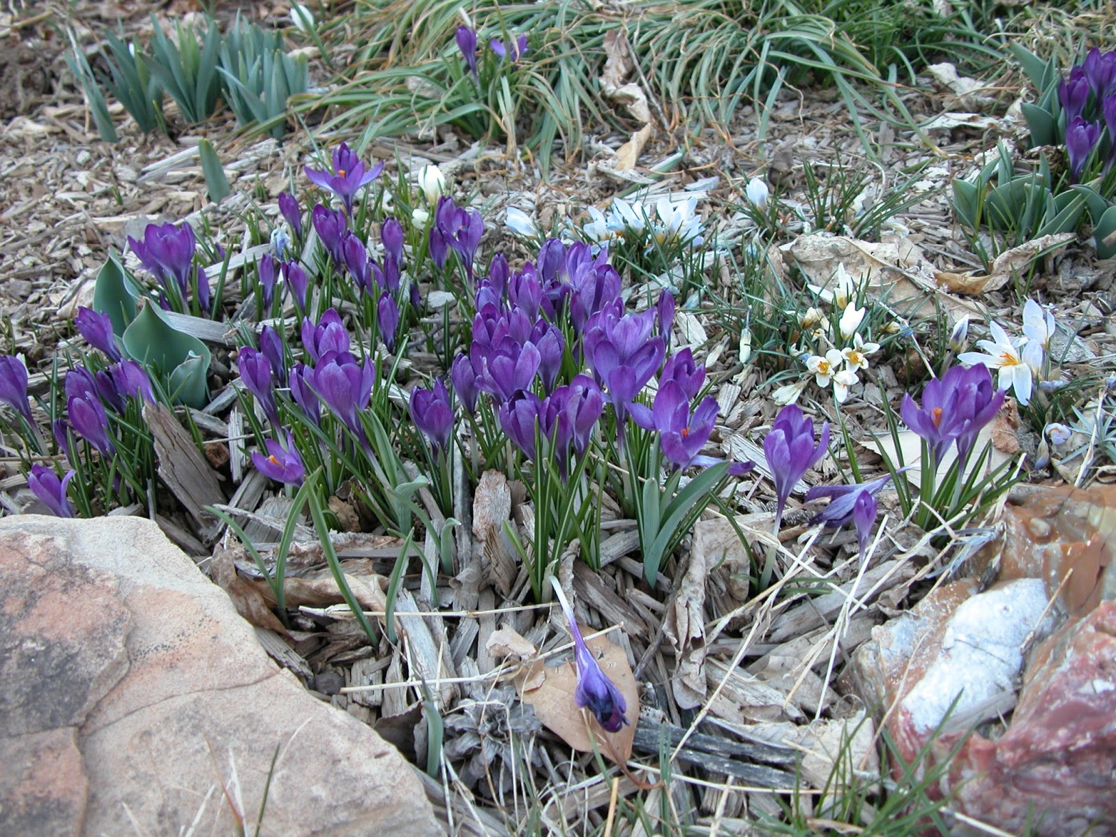 Critter Sitter's Blog: Photos of Early Spring in Colorado