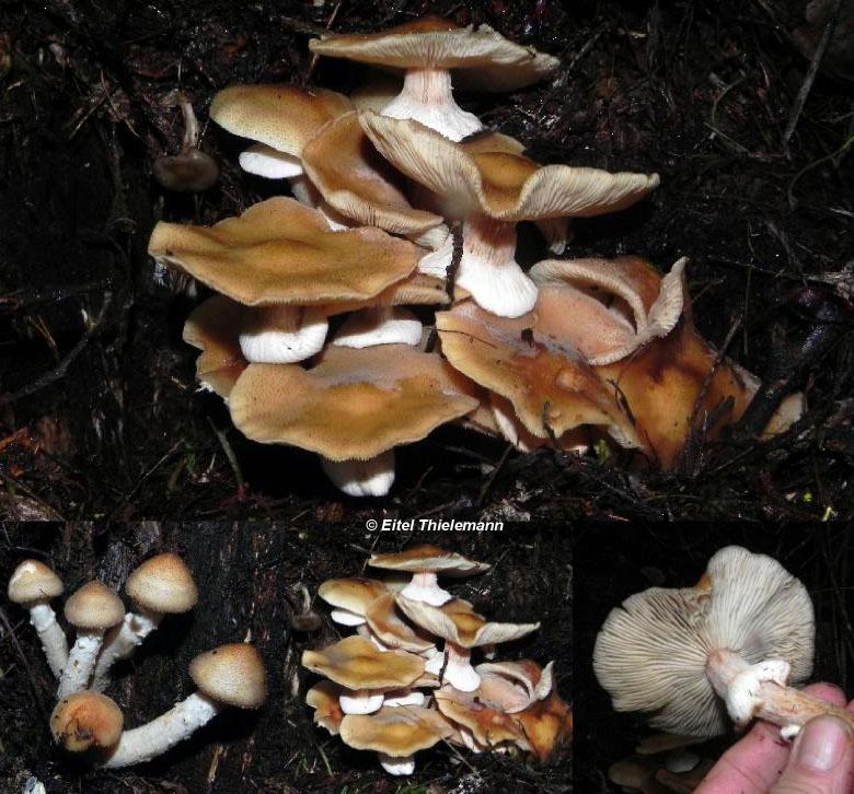 Apuntes botánicos: Hongos chilenos