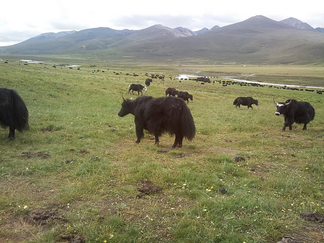 Mountain Phoenix over Tibet: Sleepless In Lithang