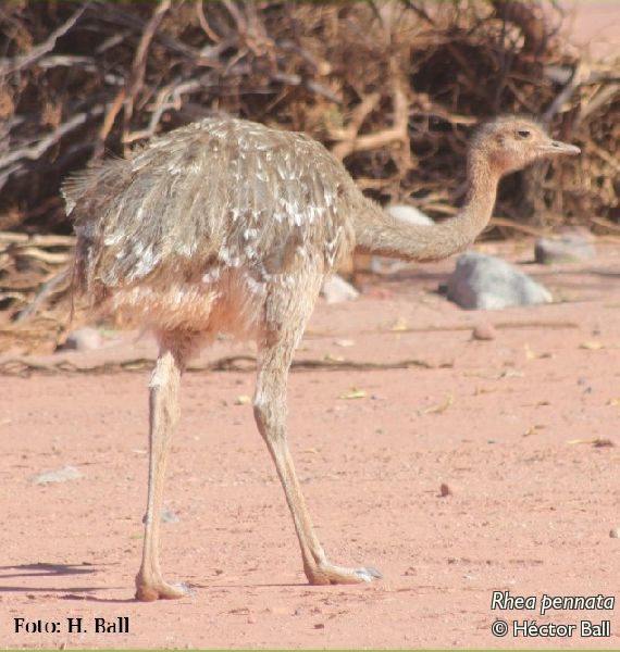 Argentina nativa: Choique (Rhea pennata)