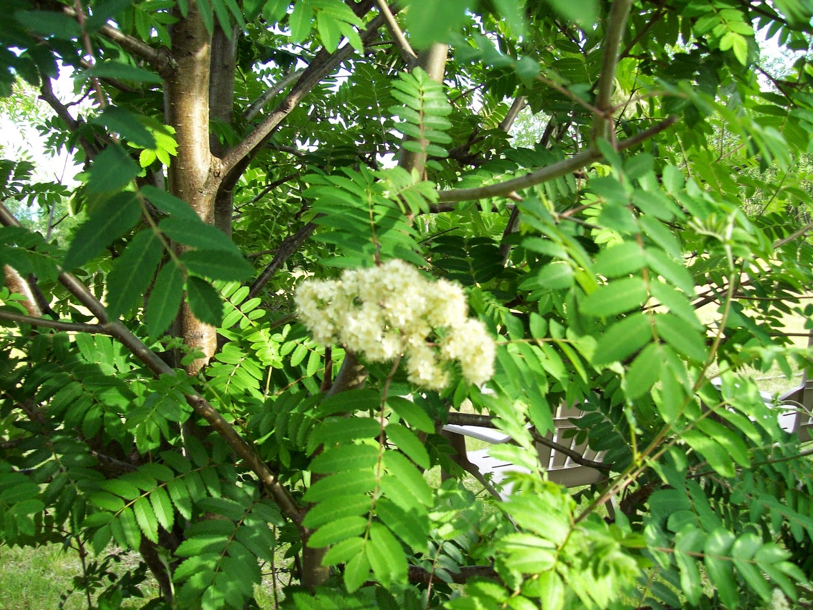 Wicked Raven Farm Blog: The Beauty and Benefits of Growing Rowan
