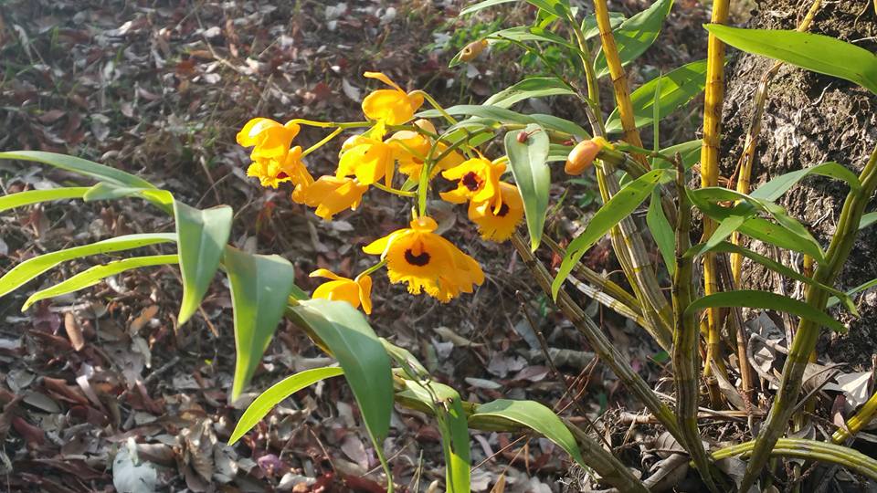 MIZO HLAKUNGPUI MUAL [MIZO POETS' SQUARE]