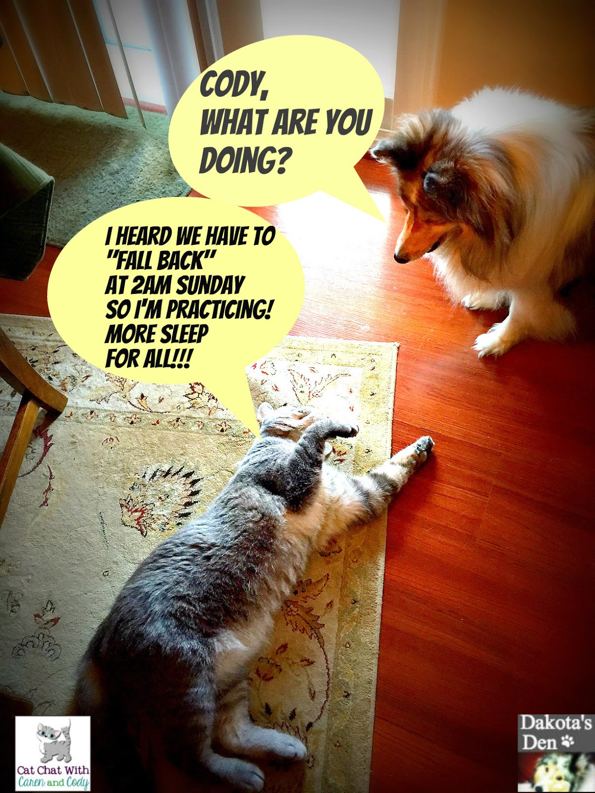 Cat and DOG Chat With Caren: Don't Forget To "FALL BACK!"