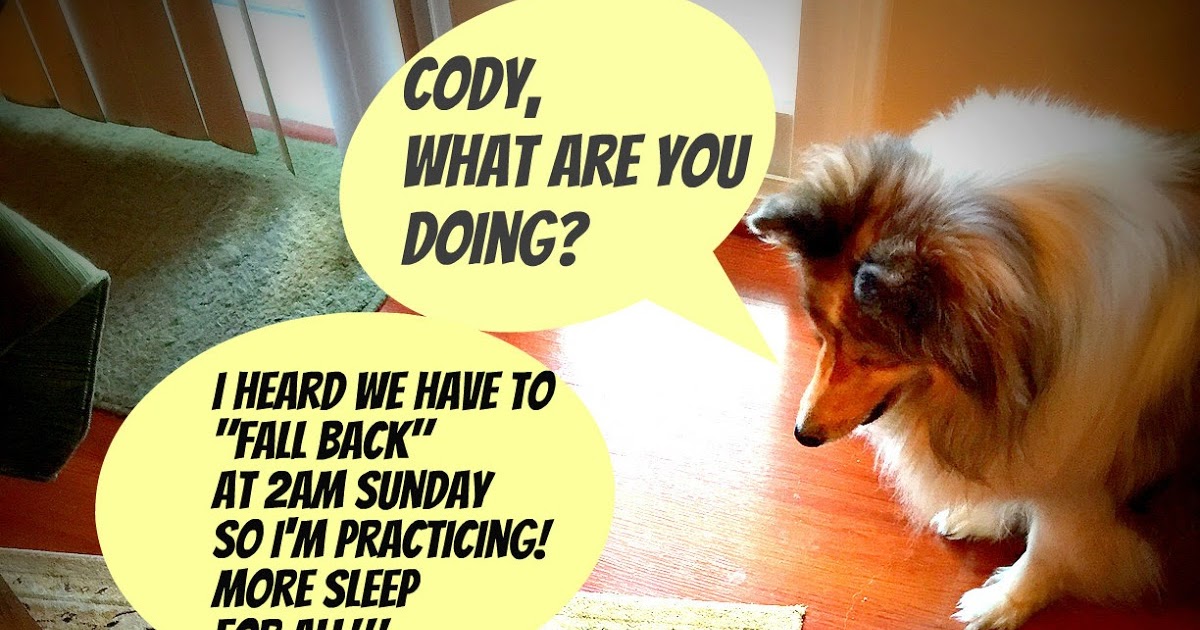 Cat and DOG Chat With Caren: Don't Forget To "FALL BACK!"