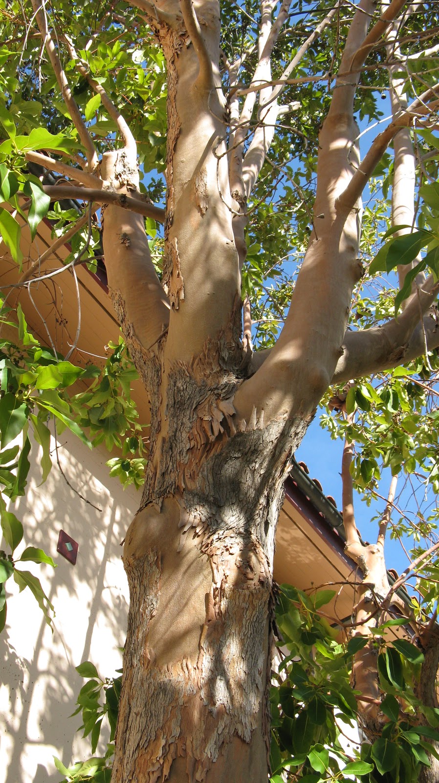 Trees of Santa Cruz County: Lophostemon confertus - Brisbane Box