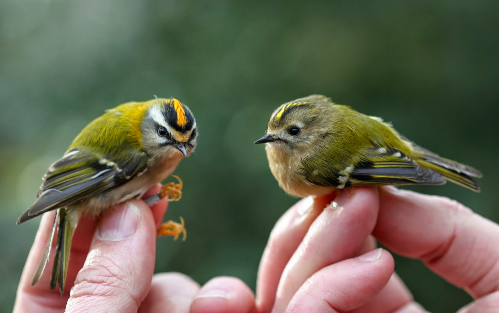 Nature Stuff: January 2015