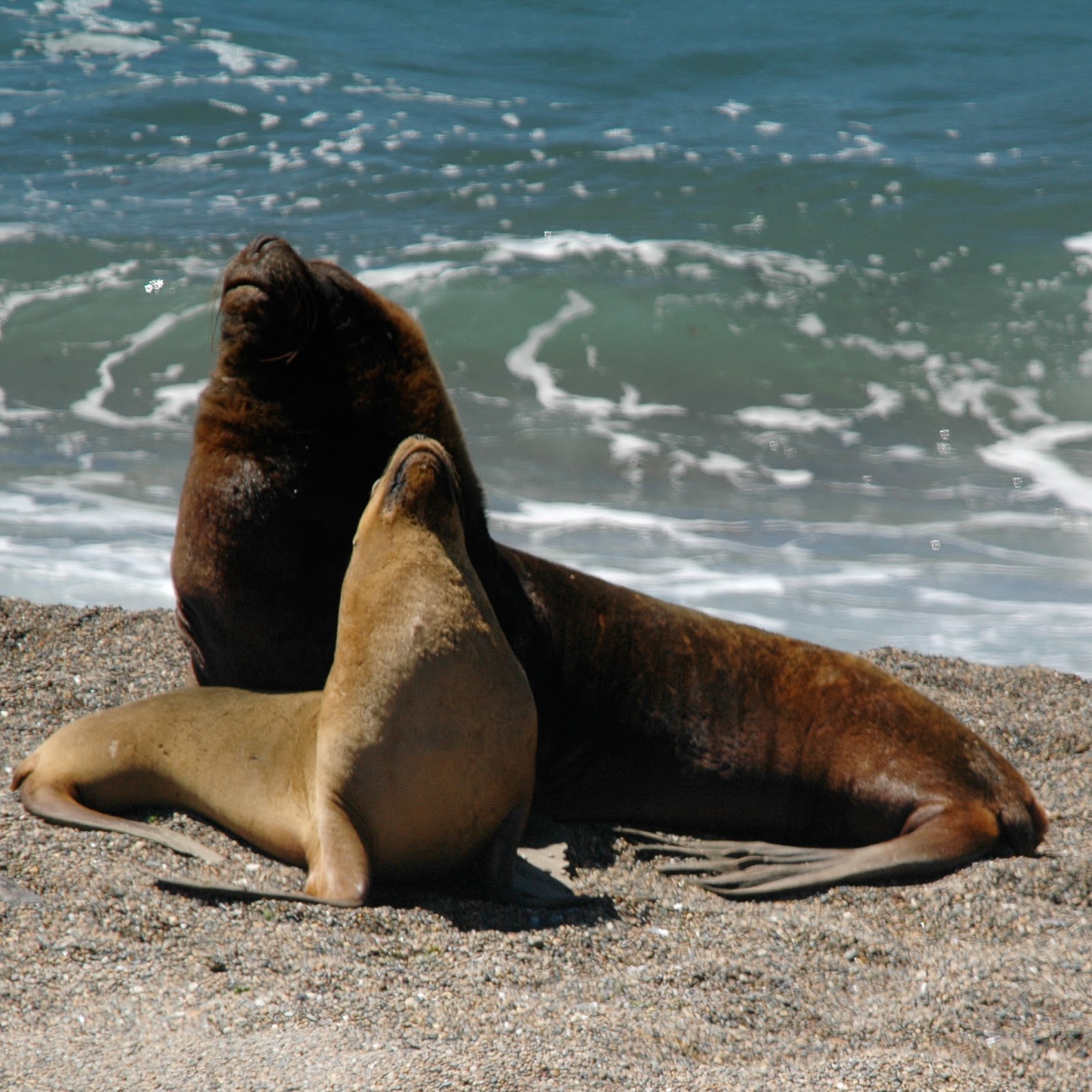Abe's Animals: Pictures of the sea lion species