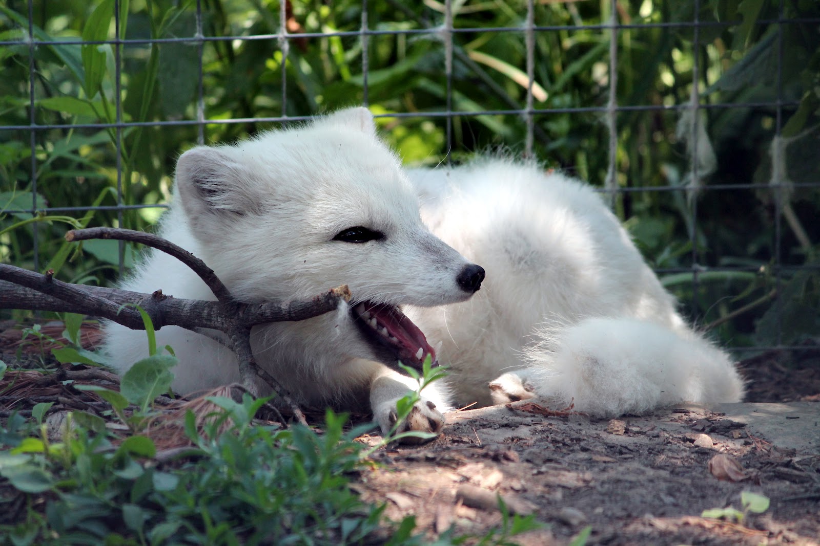 Saindonésie: Apprécier la faune du Québec