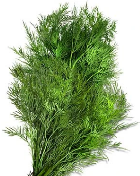 Behind the French Menu: Aneth – Dill. The spice with a very light ...
