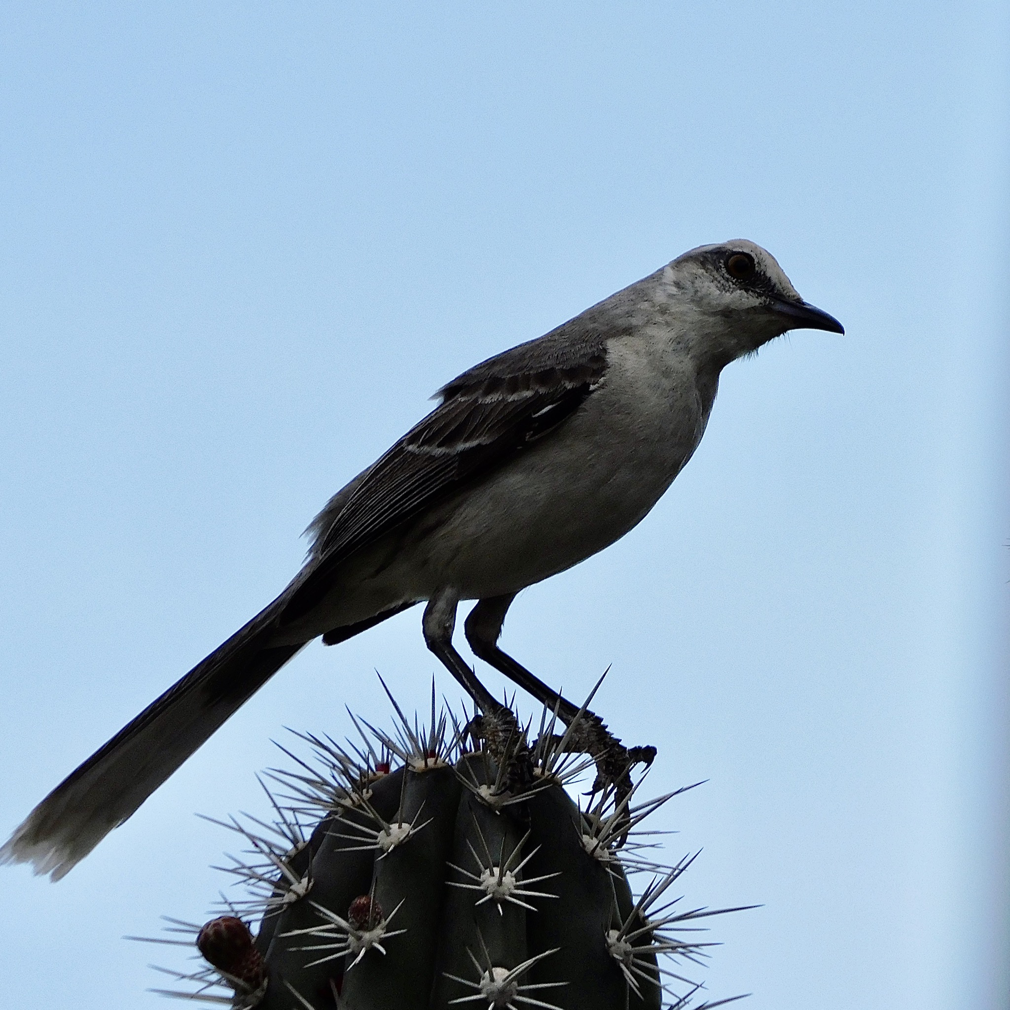 Hiking Curaçao - Flora and Fauna: Chuchubi and cactus fruit ...